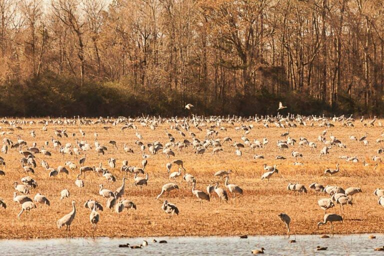 Top 15 Things to Do in Decatur of Alabama - Save Dollar