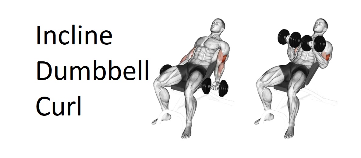 Incline Dumbbell Curl Technique Benefits Variations And More